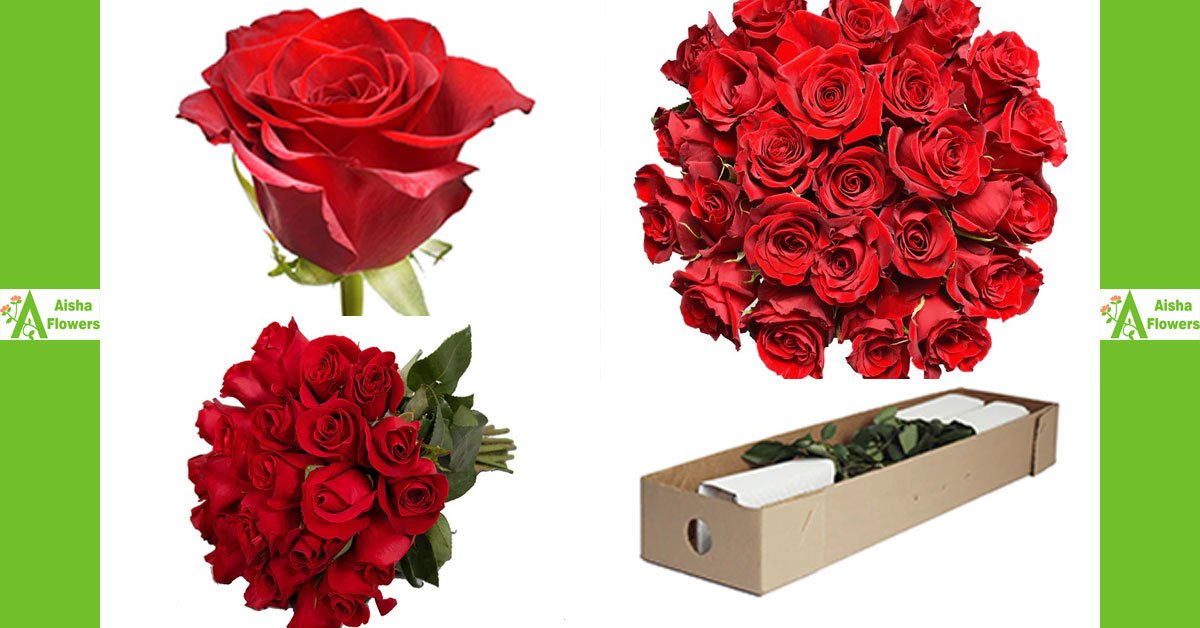 Kenyan Roses and Why they stands out - Aisha Flowers