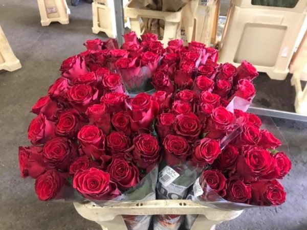 Rhodos - Premium Big-Head Roses - Aisha Flowers