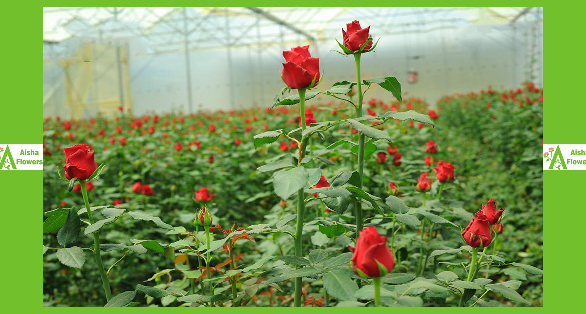 Rhodos Red Roses; The African Red Rose Variety Currently Enjoying Most ...