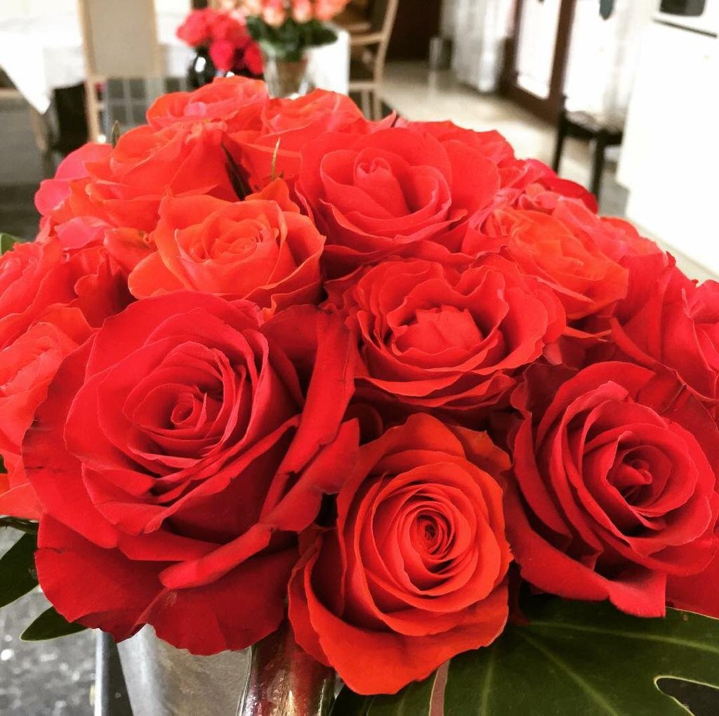 Chilly Paper - Premium Big-Head Roses - Aisha Flowers