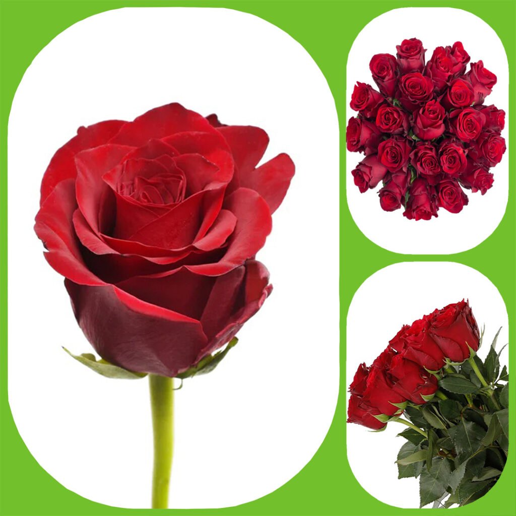 Rhodos Red Roses; The African Red Rose Variety Currently Enjoying Most ...