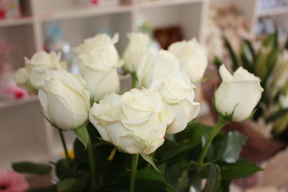 Icebreaker - Premium Big-Head Roses - Aisha Flowers