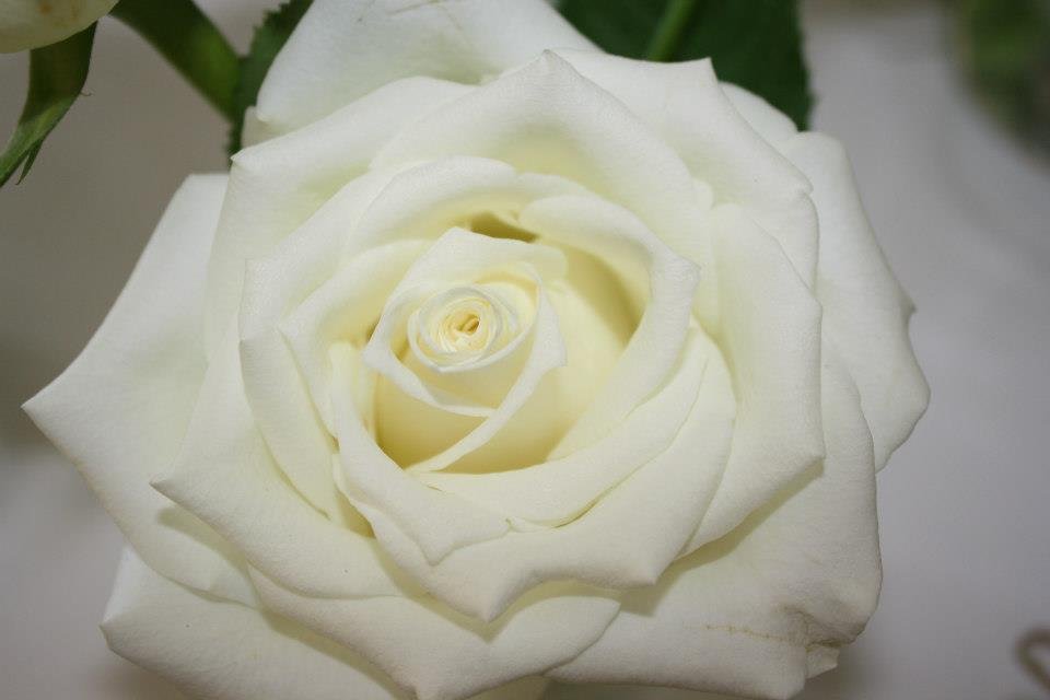 Icebreaker - Premium Big-Head Roses - Aisha Flowers