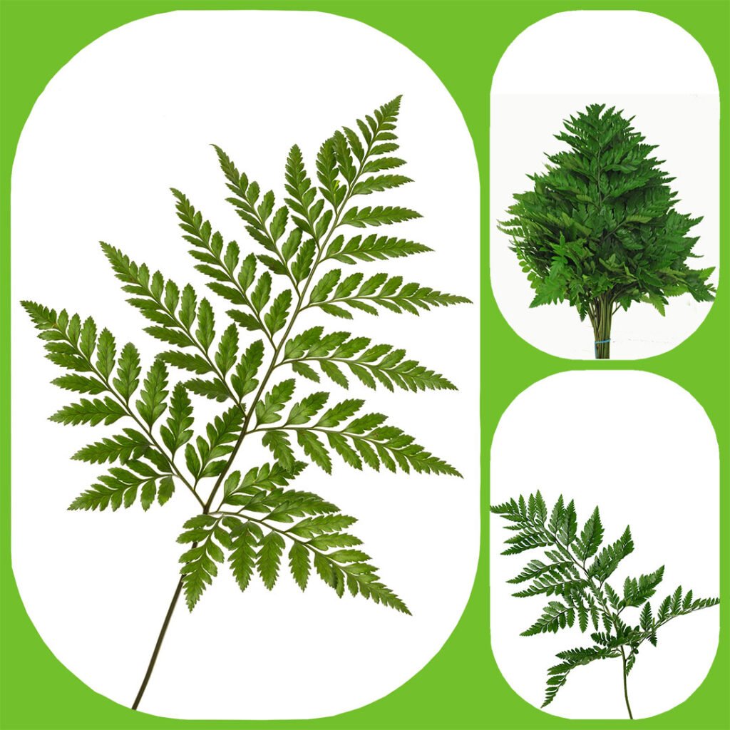 Fillers and Foliage - Aisha Flowers