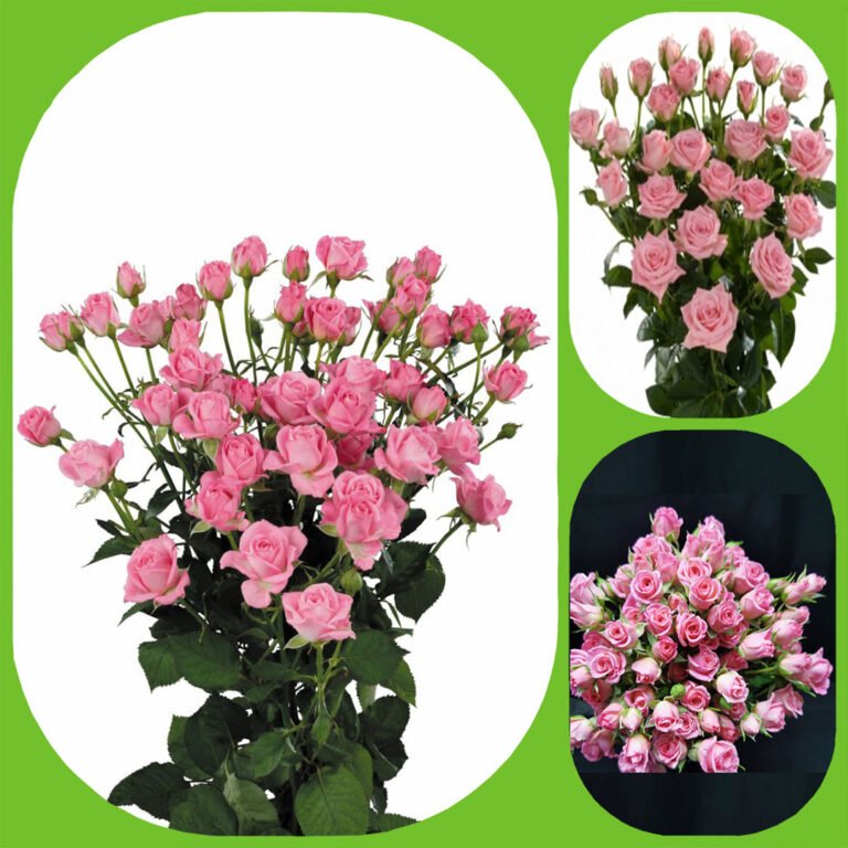 Regular Spray Roses - Aisha Flowers