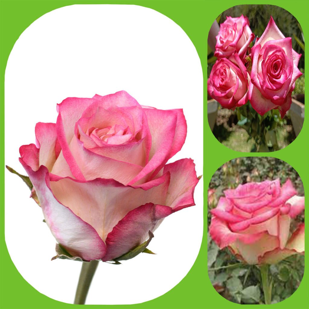 Navara - Premium Big-Head Roses - Aisha Flowers