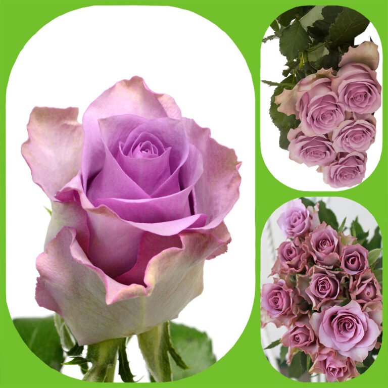 Premium Big-Head Roses - Aisha Flowers