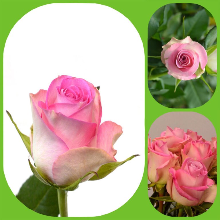Premium Big-Head Roses - Aisha Flowers