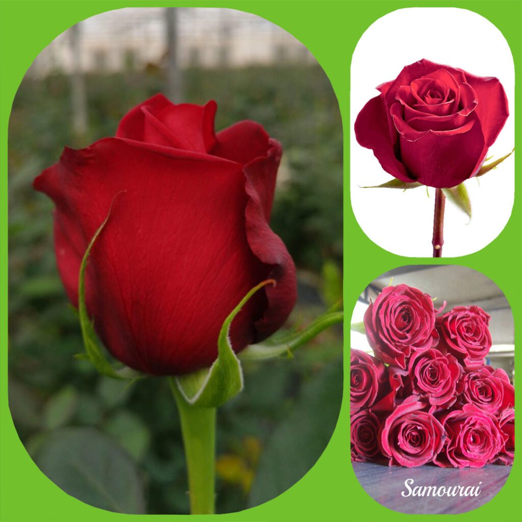 Samurai - Premium Big-Head Roses - Aisha Flowers