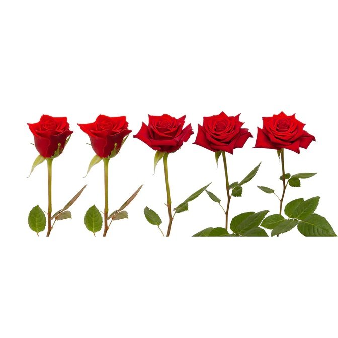 Upper Class - Premium Big-Head Roses - Aisha Flowers