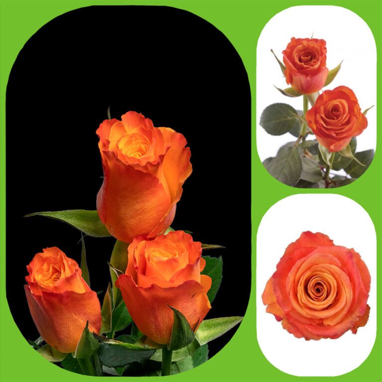 Premium Big-Head Roses - Aisha Flowers