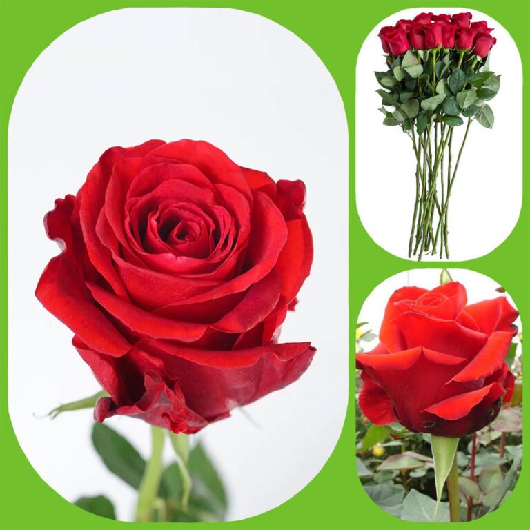 Fresh Cut Flowers From Kenya - Supplying Florists - Aisha Flowers