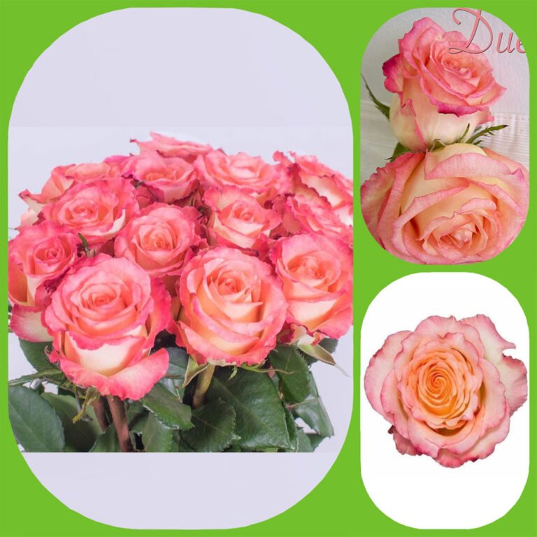 Premium Big-Head Roses - Aisha Flowers