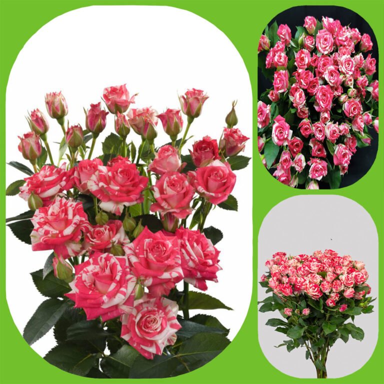 Regular Spray Roses - Aisha Flowers