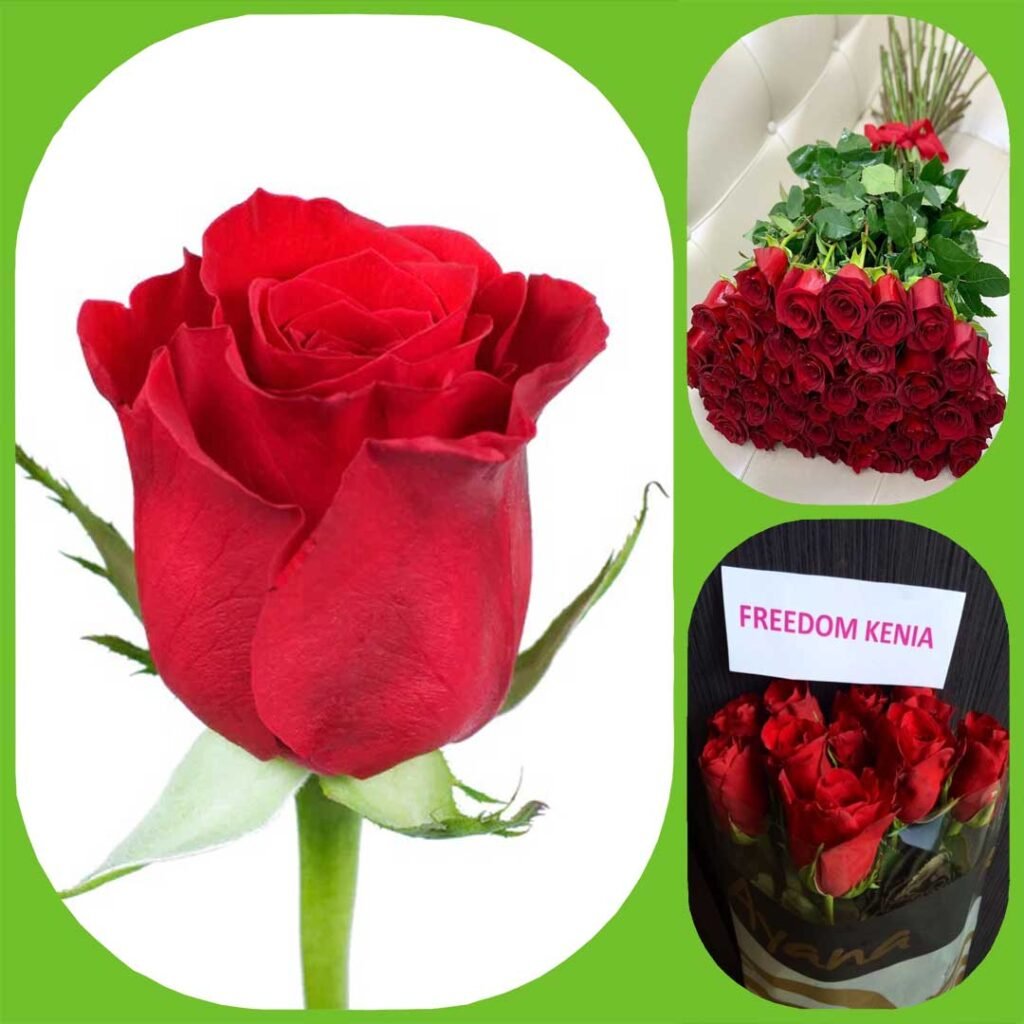 Freedom - Premium Big-Head Roses - Aisha Flowers