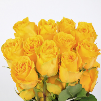 Good Times - Premium Big-Head Roses - Aisha Flowers