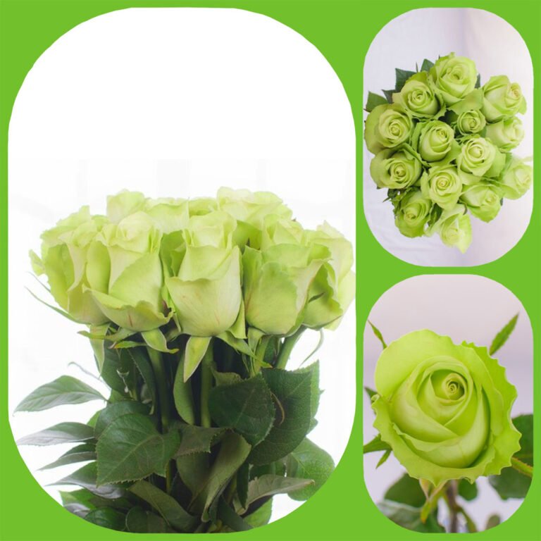 Premium Big-Head Roses - Aisha Flowers