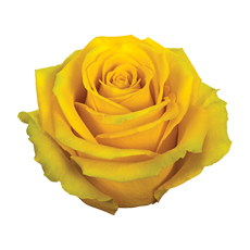 High and Exotic - Premium Big-Head Roses - Aisha Flowers