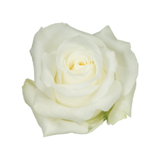 Icebreaker - Premium Big-Head Roses - Aisha Flowers