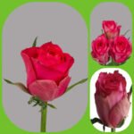 Premium Big-Head Roses - Aisha Flowers