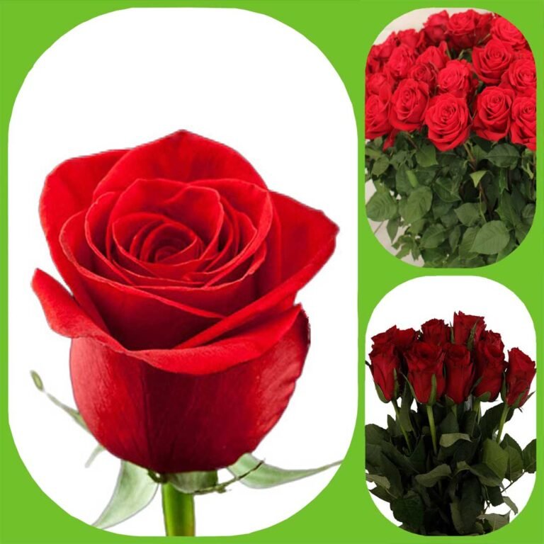 Fresh Cut Flowers From Kenya - Supplying Florists - Aisha Flowers