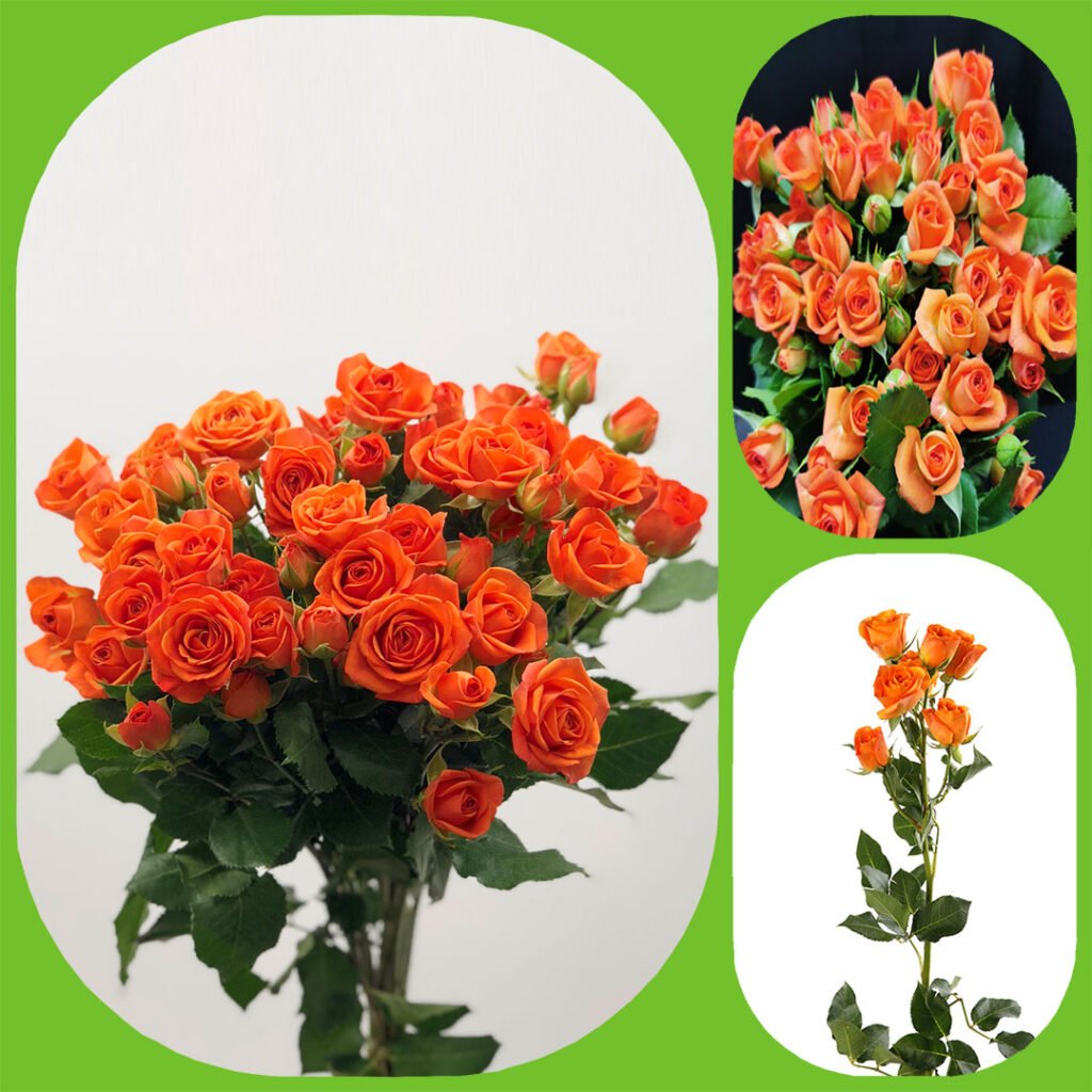 Orange Babe - Spray roses - Aisha Flowers