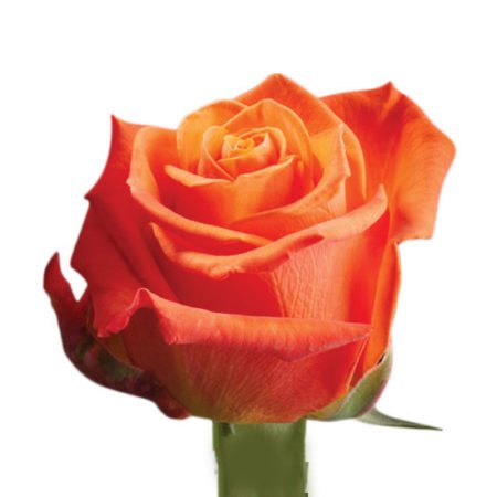 Premium Big-Head Roses - Aisha Flowers