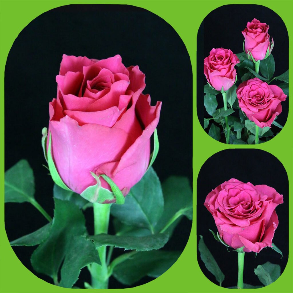 Pink Rhodos - Premium Big-Head Roses - Aisha Flowers