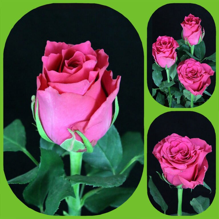 Premium Big-Head Roses - Aisha Flowers