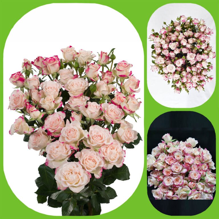 Regular Spray Roses - Aisha Flowers