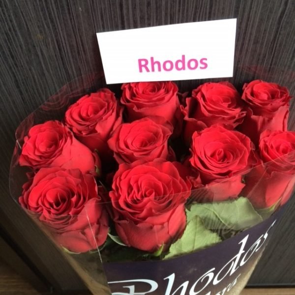 Rhodos - Premium Big-Head Roses - Aisha Flowers