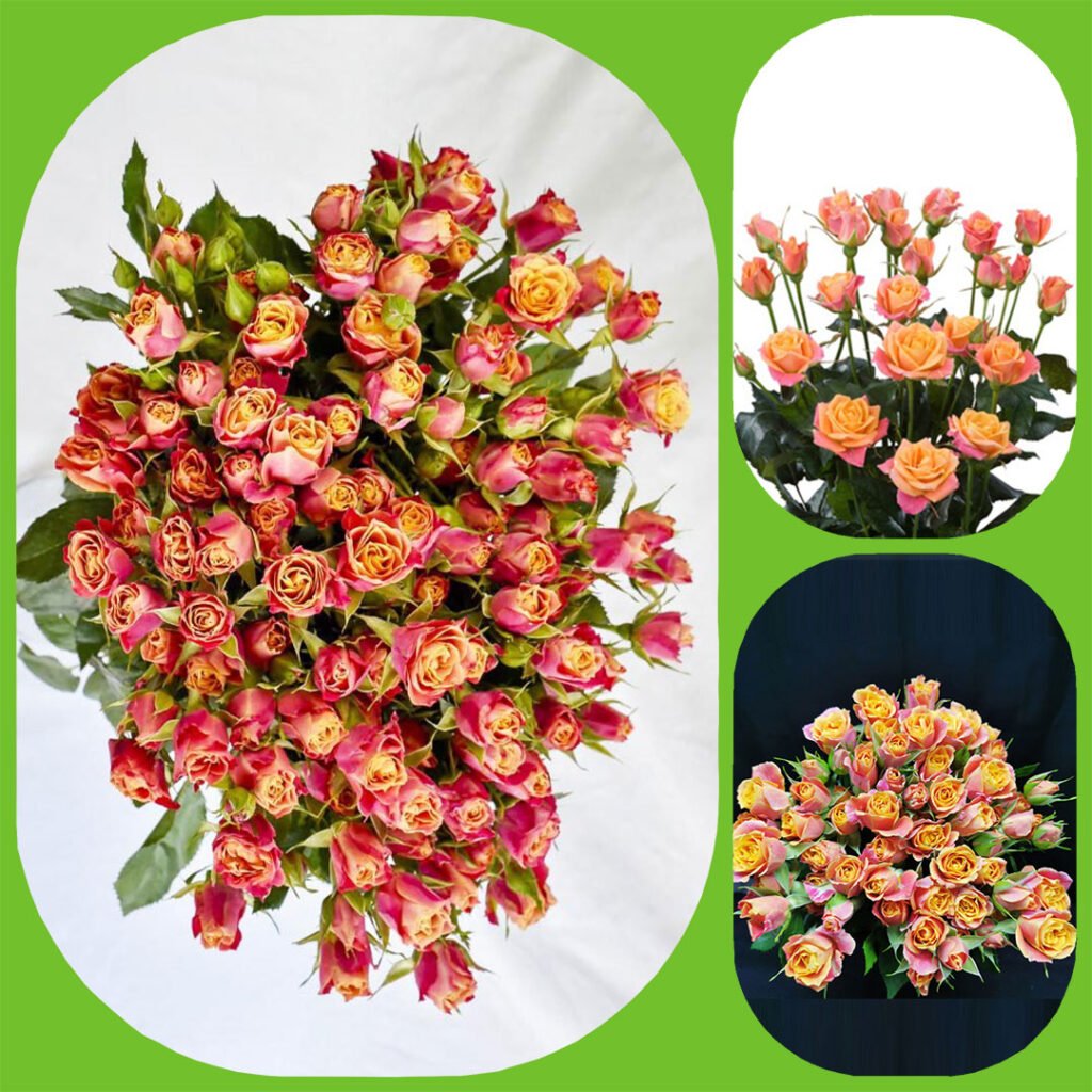 Sonora - Spray Roses - Aisha Flowers