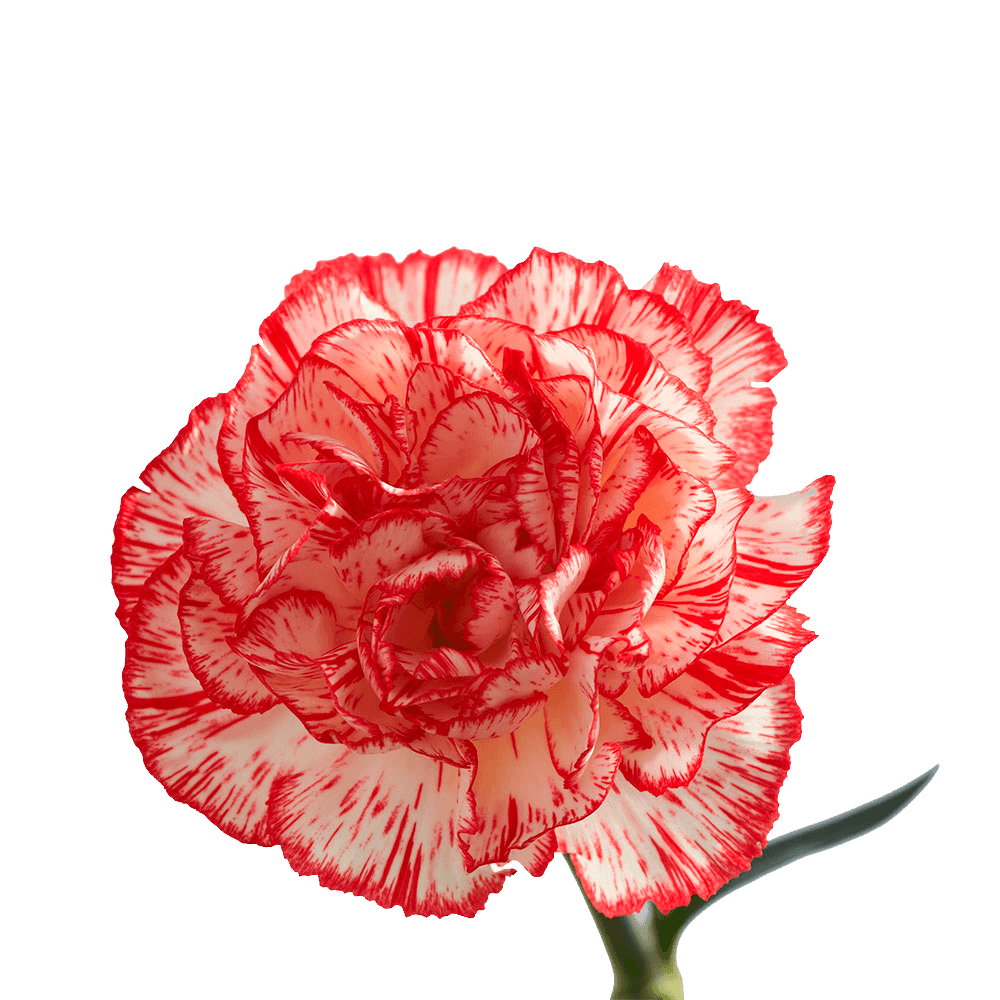 Peppermint Carnations - Aisha Flowers