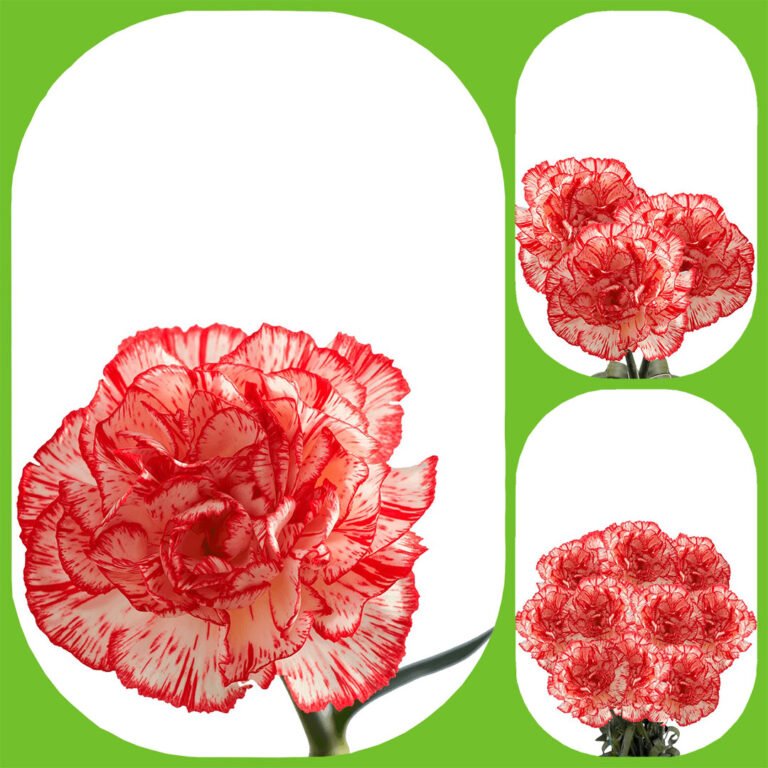 Carnations - Aisha Flowers