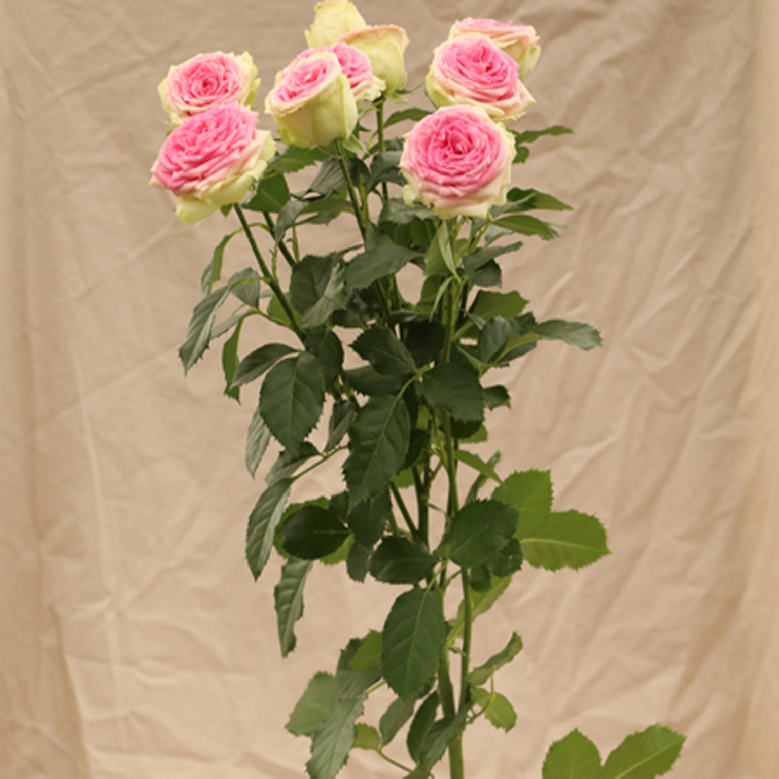 Gelato Spray Rose - Scented Spray Roses - Aisha Flowers