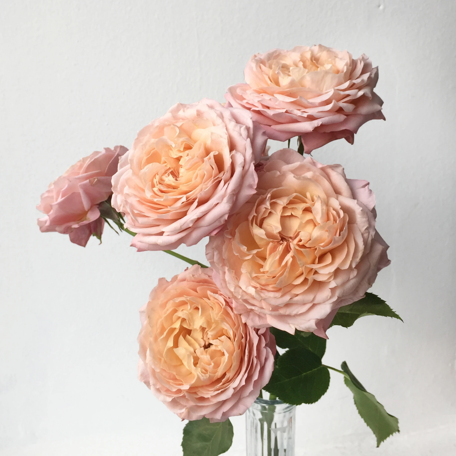 Julietta Spray Rose - Garden & Scented Spray Roses - Aisha Flowers