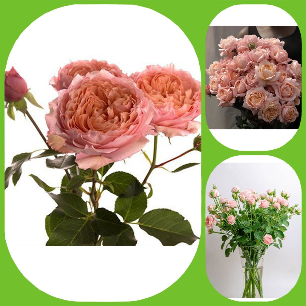 Julietta Spray Rose - Garden & Scented Spray Roses - Aisha Flowers