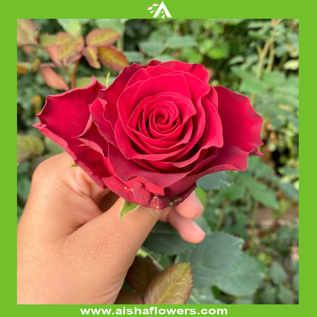 Rhodos Red Roses; The African Red Rose Variety Currently Enjoying Most ...