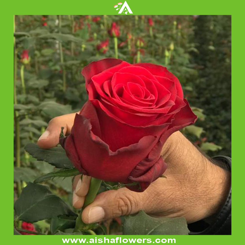 Rhodos Red Roses; The African Red Rose Variety Currently Enjoying Most ...