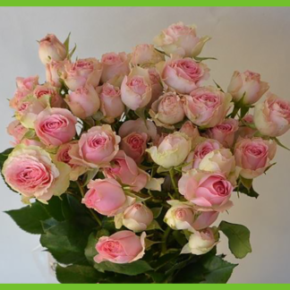 Fresh Cut Flowers From Kenya - Supplying Florists - Aisha Flowers