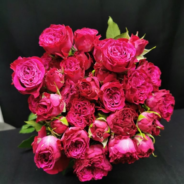 Cherry Blossom - Garden & Scented Spray Roses - Aisha Flowers
