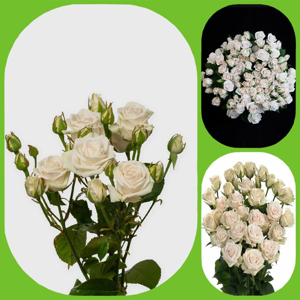Royal Porcelina - Premium Spray Roses - Aisha Flowers