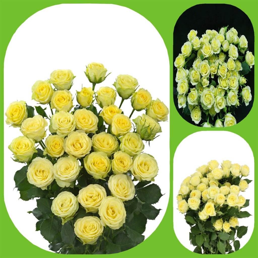 Wedding Invite - Premium Spray Roses - Aisha Flowers