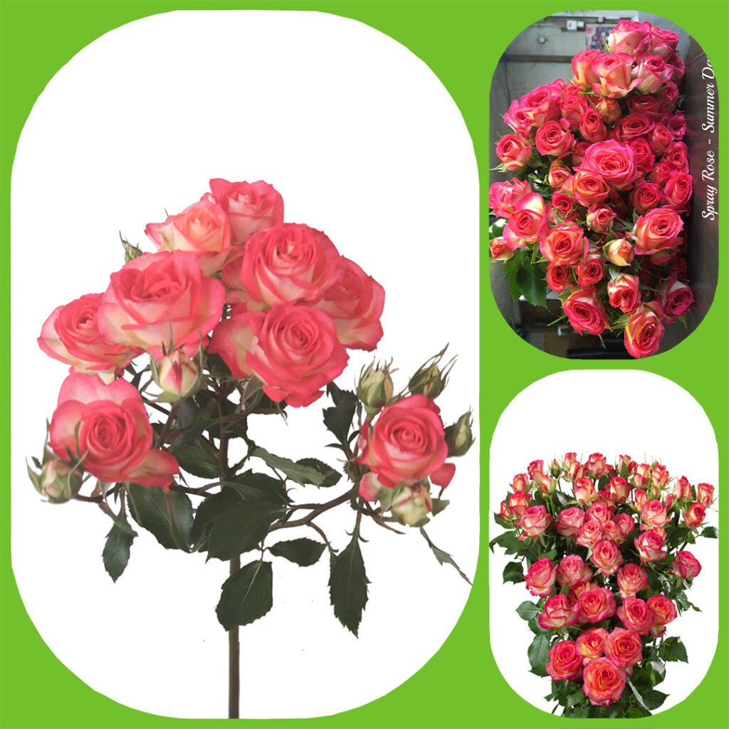Summer Dance - Premium Spray Roses - Aisha Flowers