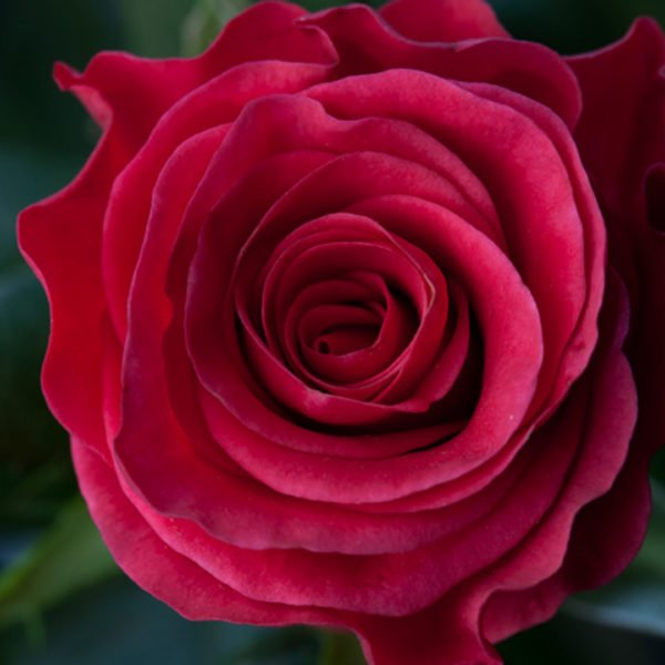 Tacazzi - Intermediate Roses - Aisha Flowers