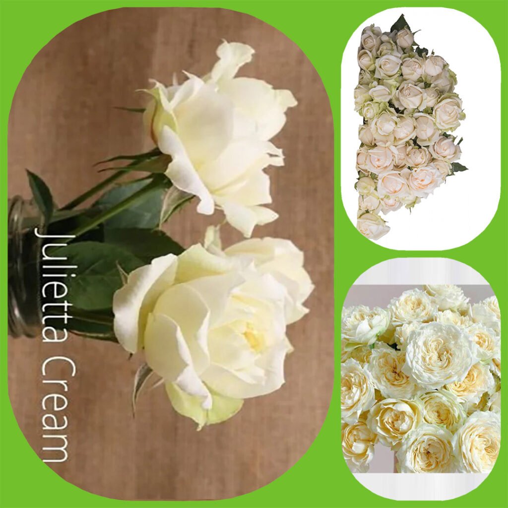 White Majolika - Garden & Scented Spray Roses - Aisha Flowers