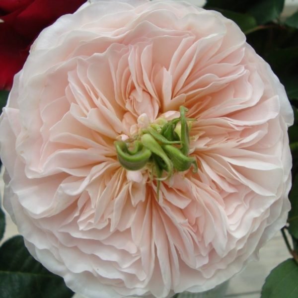 Charity - David Austin Roses - Aisha Flowers