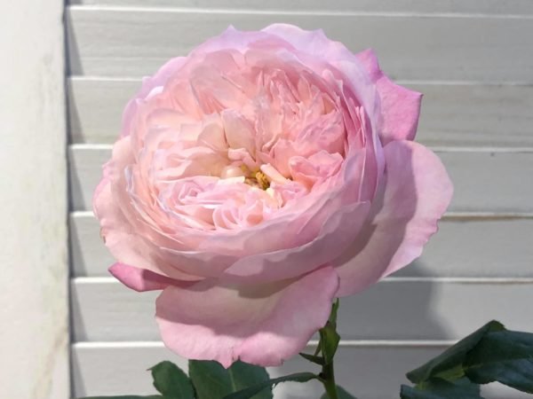 Constance - David Austin Roses - Aisha Flowers