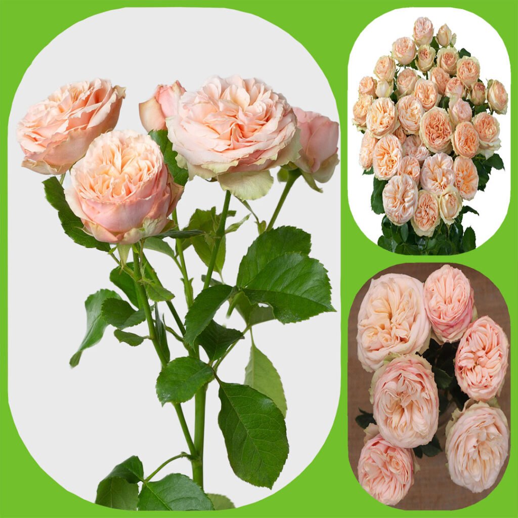 Gentle Trendsetter - Garden & Scented Spray Roses - Aisha Flowers