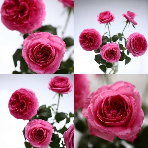 Kate - David Austin Roses - Aisha Flowers